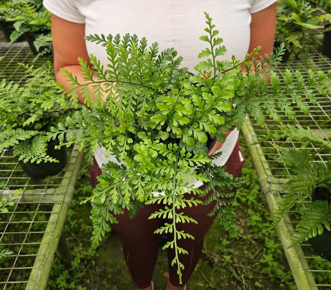 Fern Plant, Austral Gem Bird's Nest Fern Plant in a 4" Pot, Asplenium ...