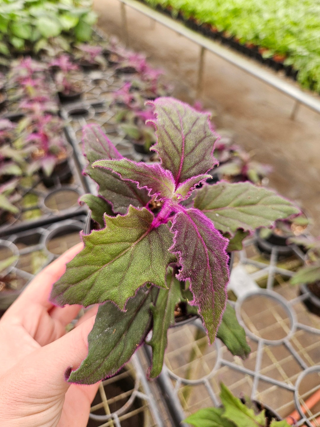 Purple Passion Plant Gynura Aurantiaca Live Plant in a 4" Pot | 2 ...