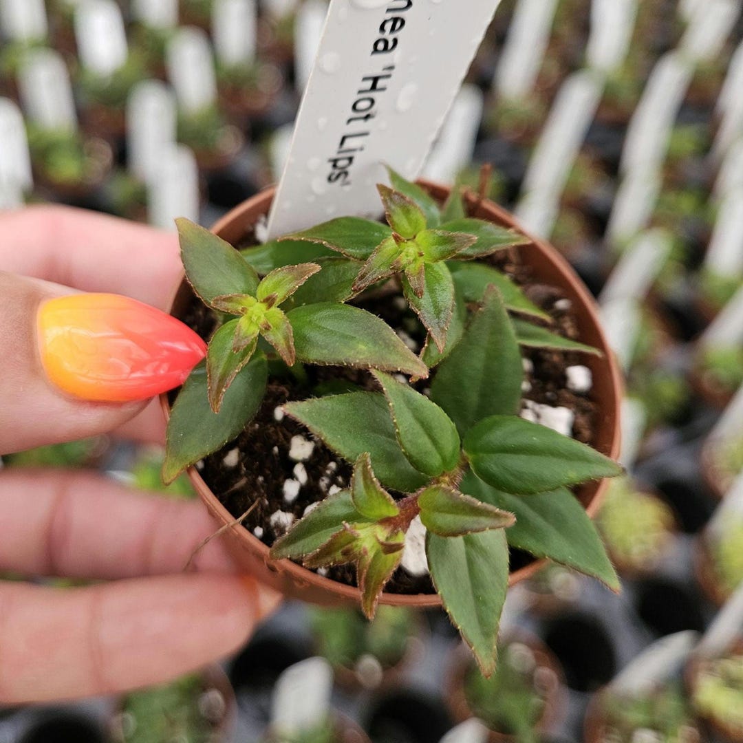 Columnea "hot Lips" in a Miniature 2" Pot Gesneriad Live Columnea Plant ...