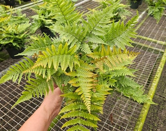 Fern Plant, Blue Star Live Fern Tropical Plant Phlebodium Aureum in a 6 ...