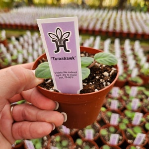 Tomahawk African Violet Live Plant, Young Pre-finished Starter in a 4 ...