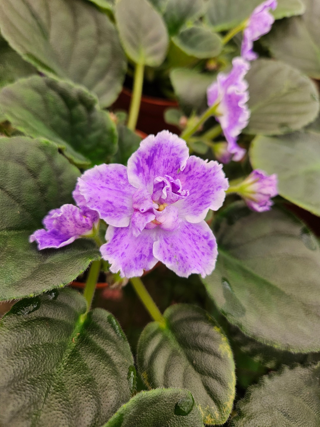 AE Sharlene Fantasy African Violet Live Plant in a 4 - Etsy