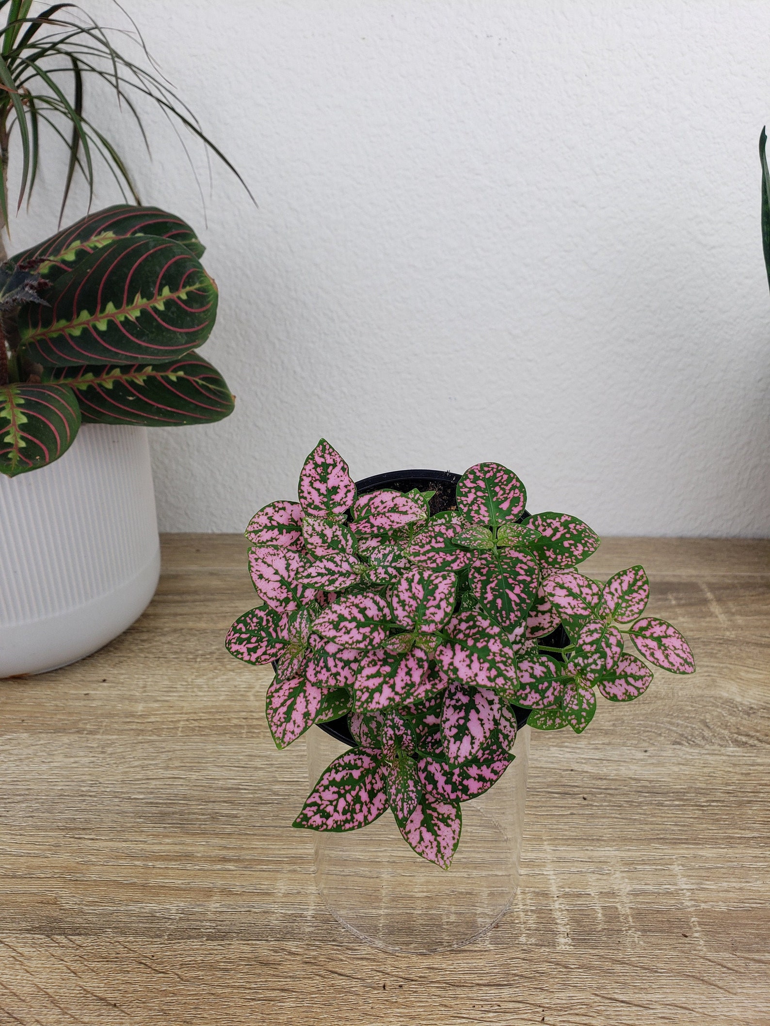 LIVE Polka Dot Plant, Splash Plant Hypoestes Mixed, Confetti Colorful 4 ...