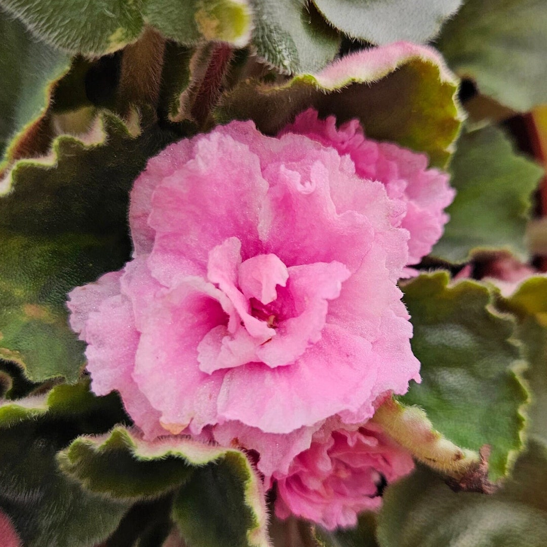 Pink Panther African Violet Live Plant, Young Pre-finished Starter in a ...