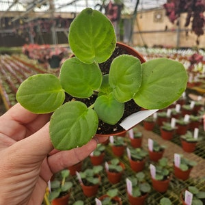 LE Beryl Frost African Violet Plant Young Starter in a 4" Pot | Plant ...