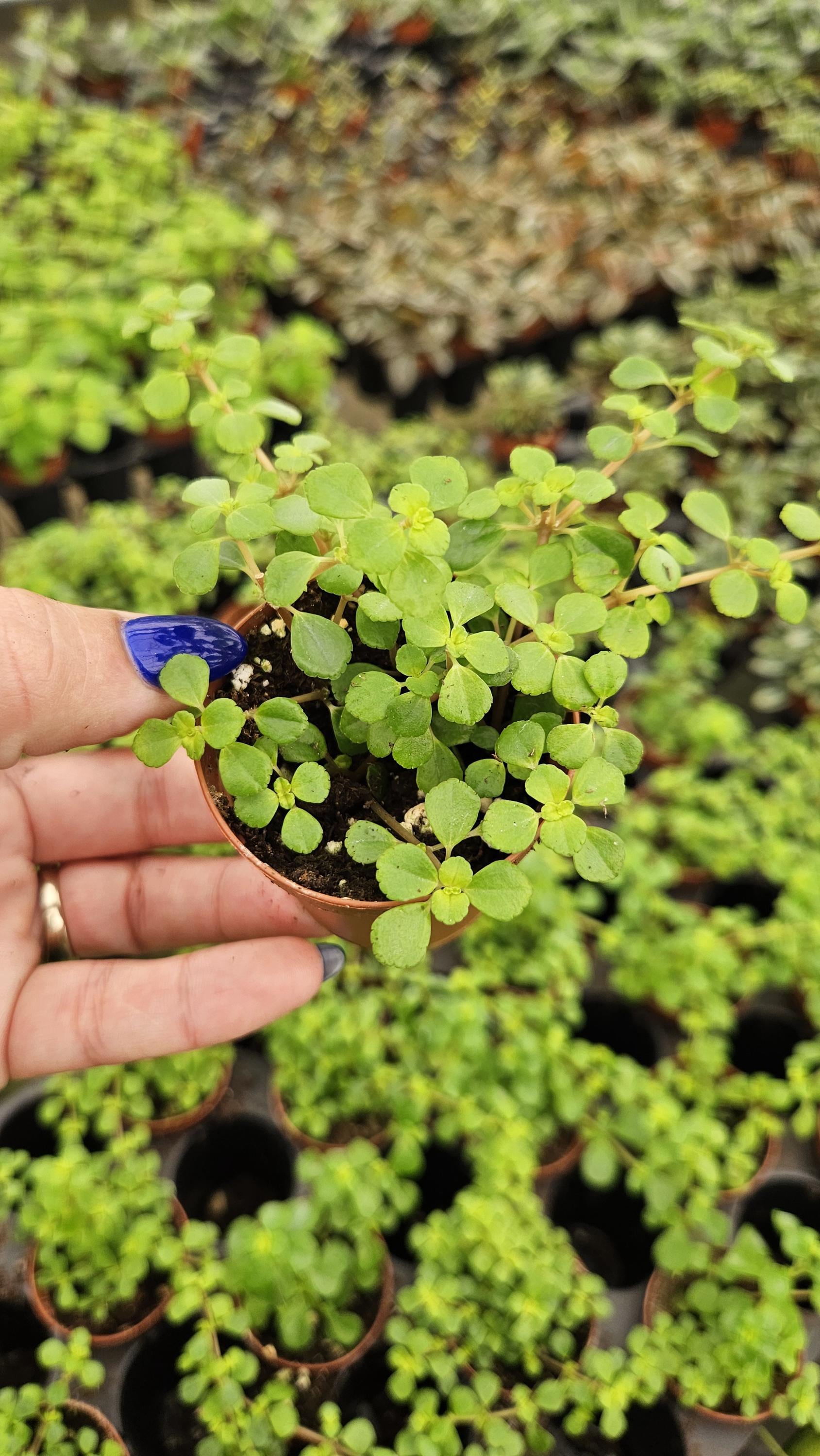 Pilea Depressa 'tiny Baby Tears' in a Miniature 2" Pot | 2 Plants ...
