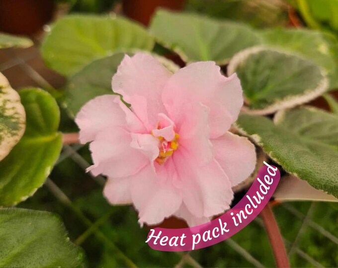 African Violet Plant white Night - Etsy