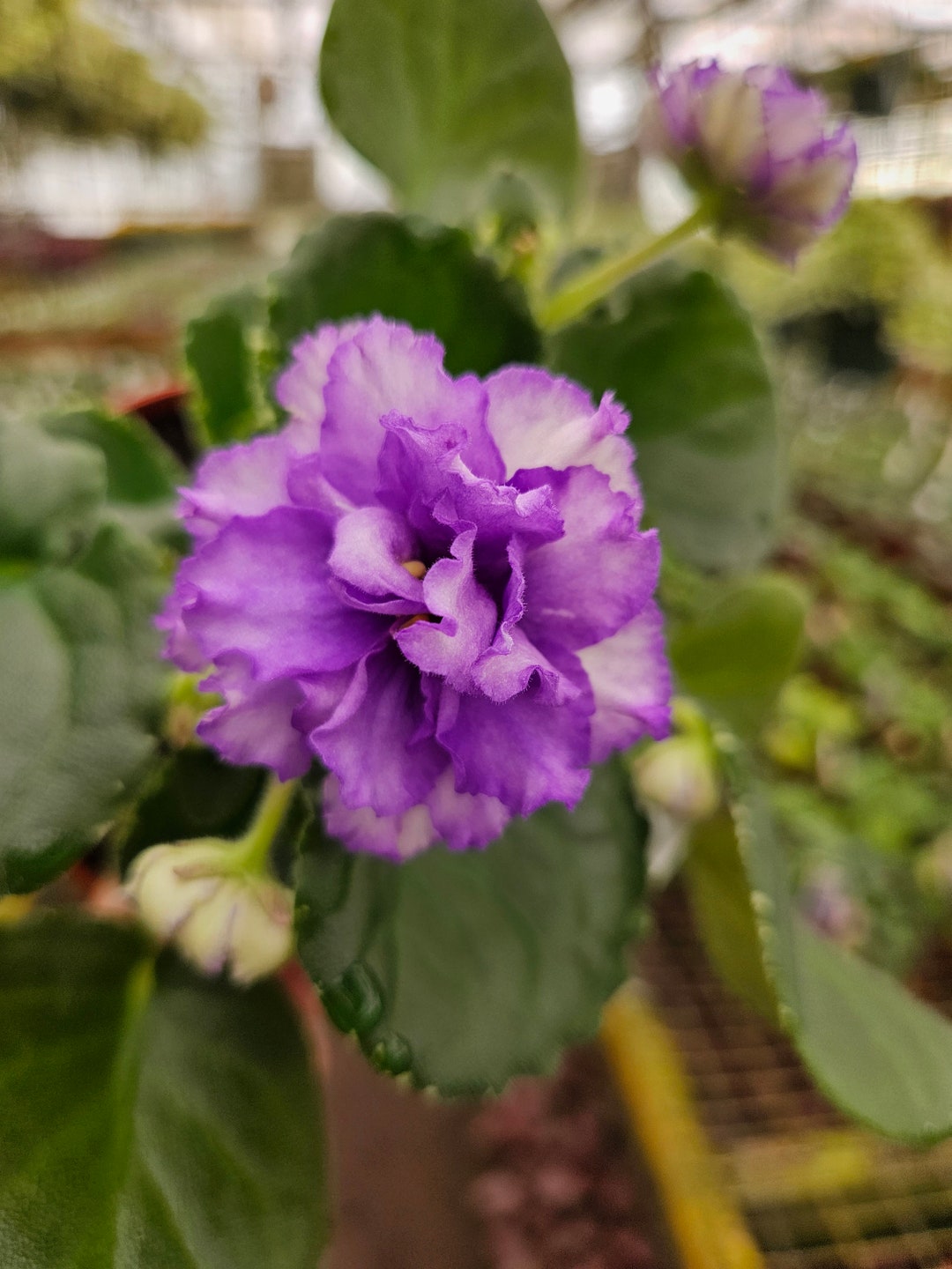 Festival on Ice African Violet Plant - Young Starter (4" Pot) - Etsy