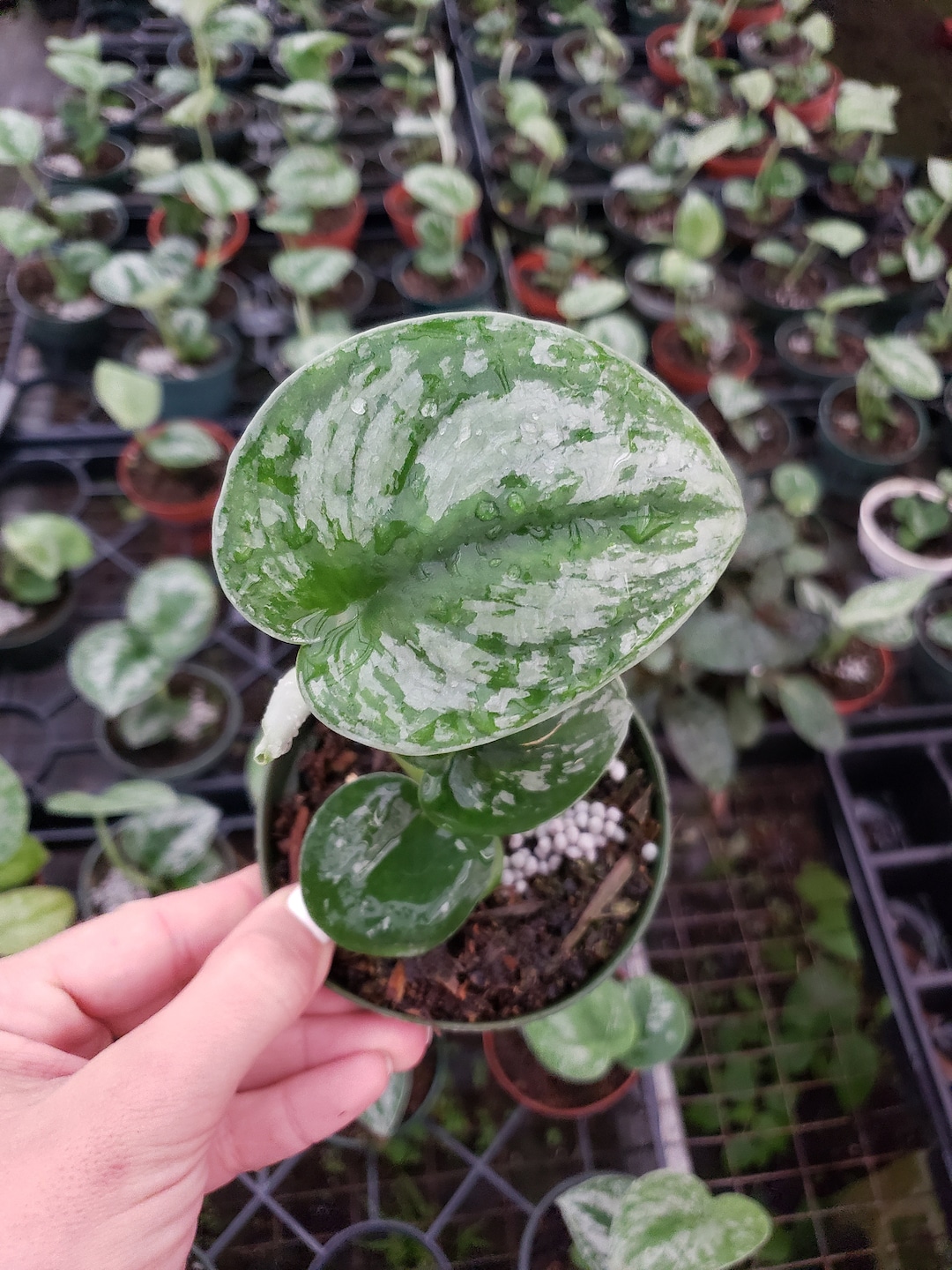 Pothos Silver Splash 4" Pot, Live Giant Silver Splash Pothos Plant | 2 ...