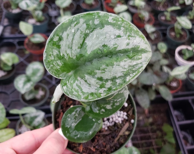 Pothos Silver Splash 4 Pot Live Giant Silver Splash | Etsy