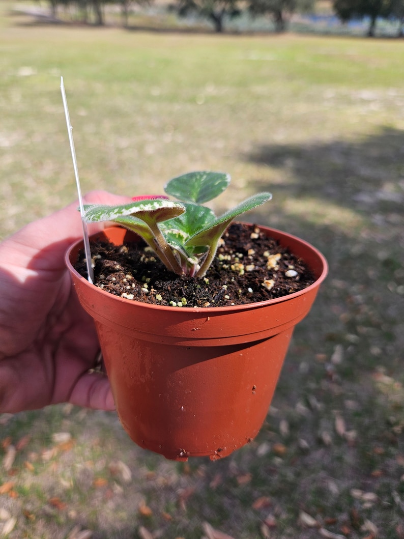 Lyon's Private Dancer African Violet Live Plant, Young Pre-finished ...