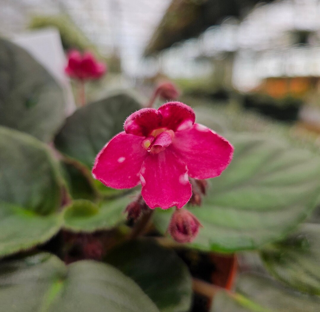 Hunter's Fire & Ice African Violet Live Red Plant, Young Pre-finished ...