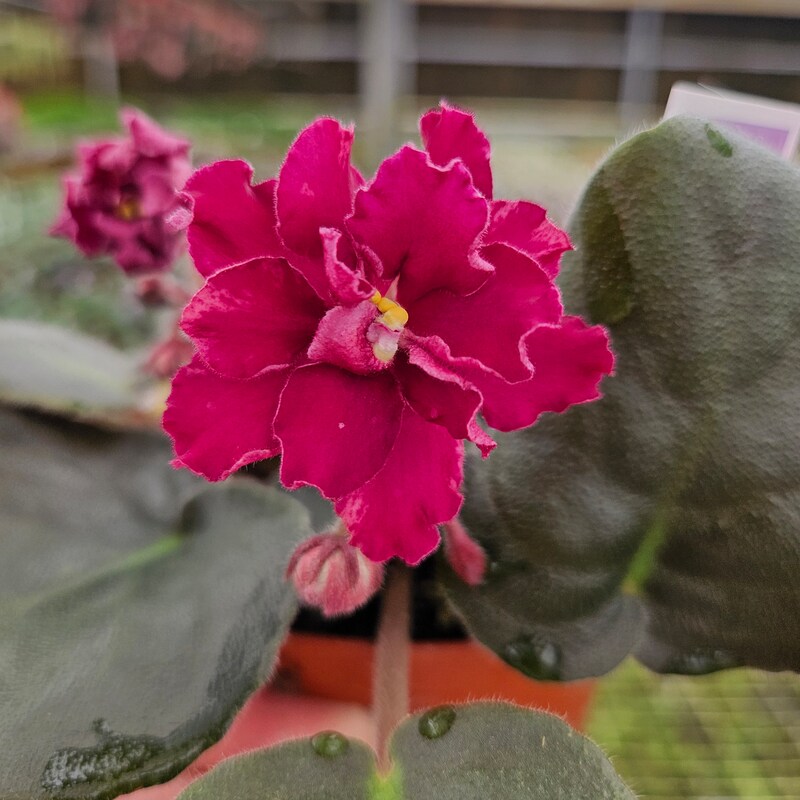 Rare African Violet Plants - Etsy