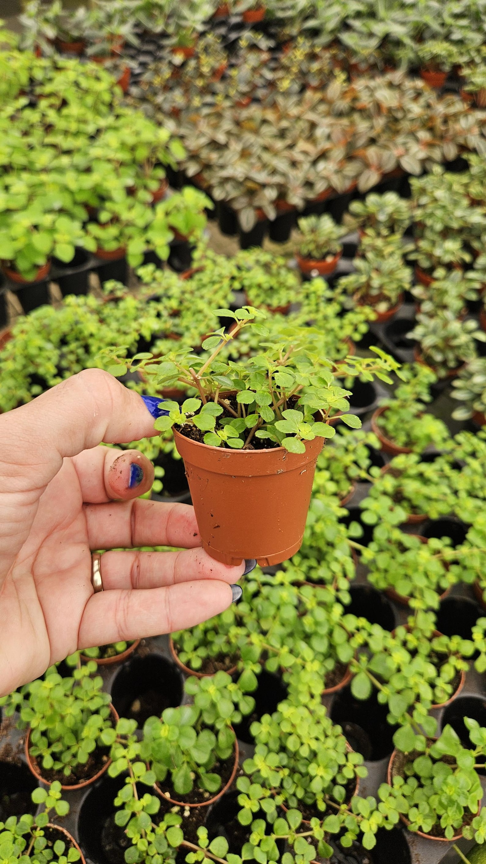 Pilea Depressa 'tiny Baby Tears' in a Miniature 2" Pot | 2 Plants ...