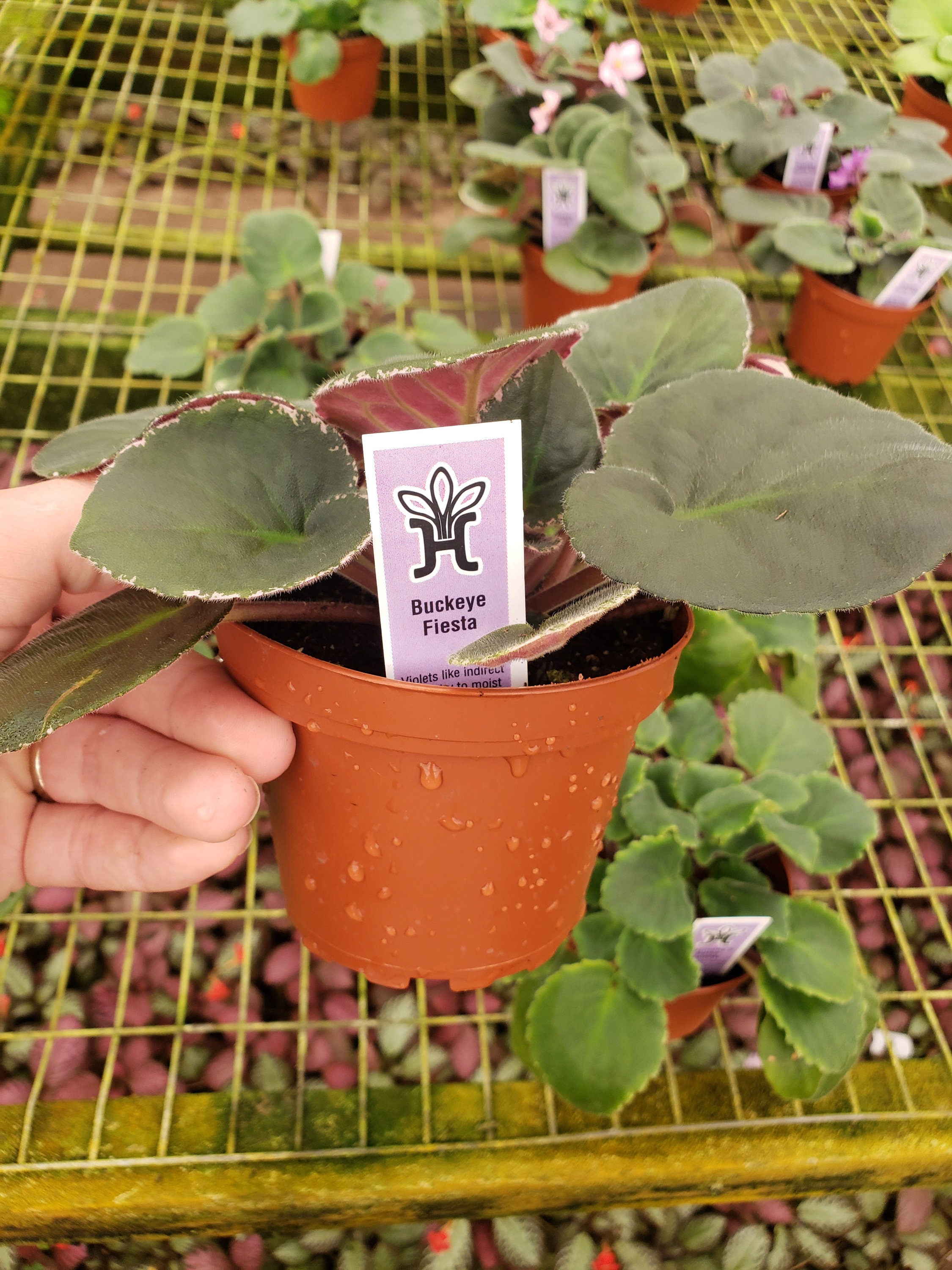 Buckeye Fiesta African Violet Live Plant, Young Starter in a 4" Pot ...
