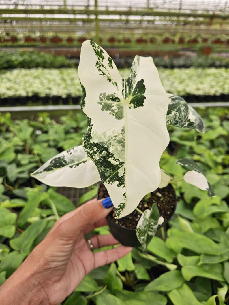 Alocasia Variegated Frydek Plant , Live Rare Tropical Alocasia ...