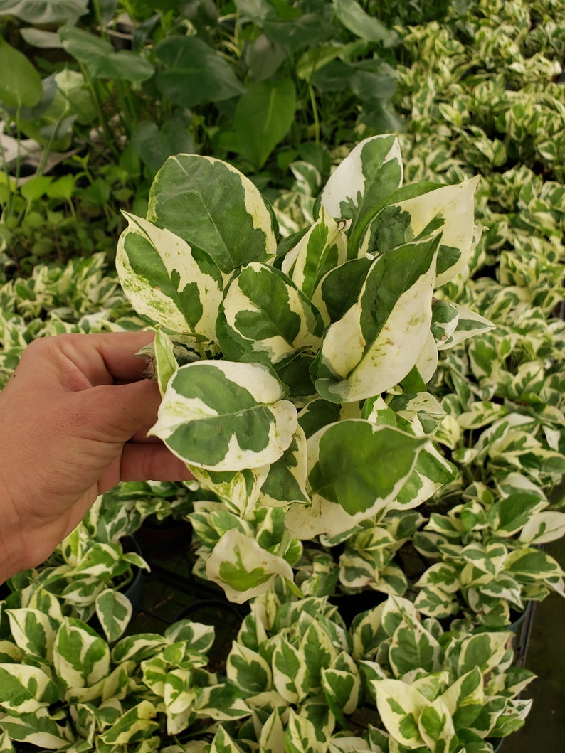 Njoy Pothos Plant "n Joy" Live Variegated Pothos Houseplant | Must ...