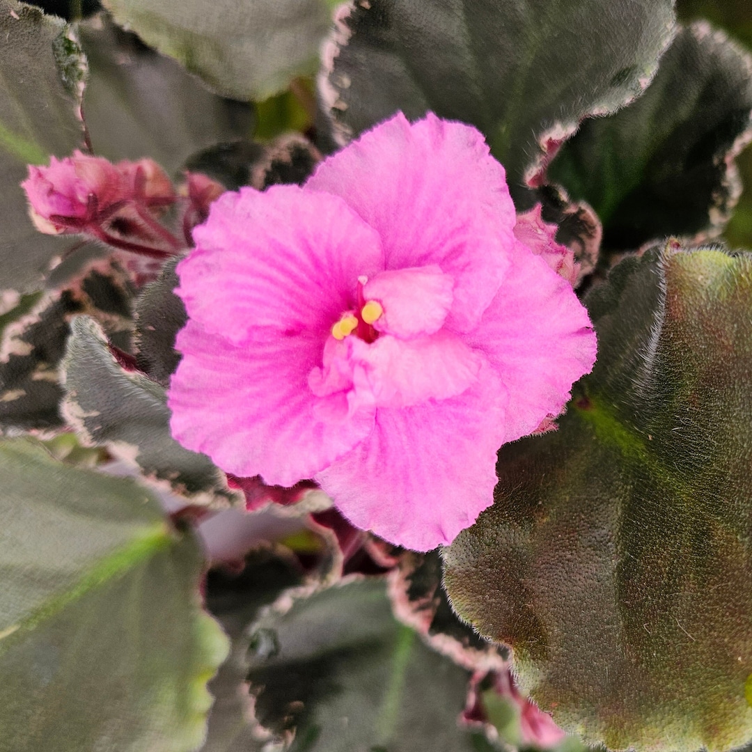 Country Cider African Violet Live Plant, Young Pre-finished Starter in ...