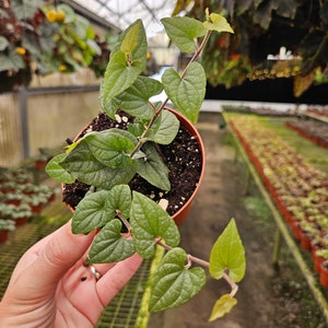 Piper Silver Fleck Plant: Live Spotted Green Leaves - 4" Pot | 2 Plants ...