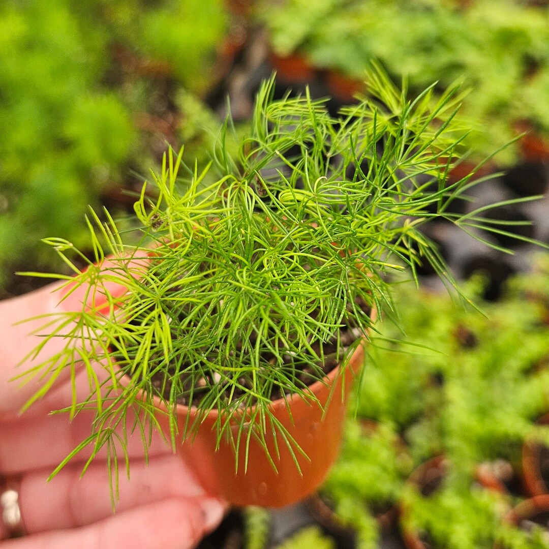 Fern Plant, Asparagus Fern Plant in a Miniature 2" Pot, Ming Fern Live ...