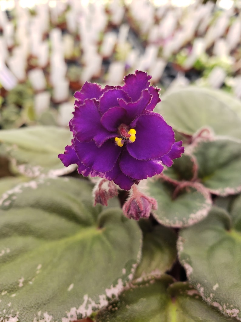 Lyon's Private Dancer African Violet Live Plant, Young Pre-finished ...
