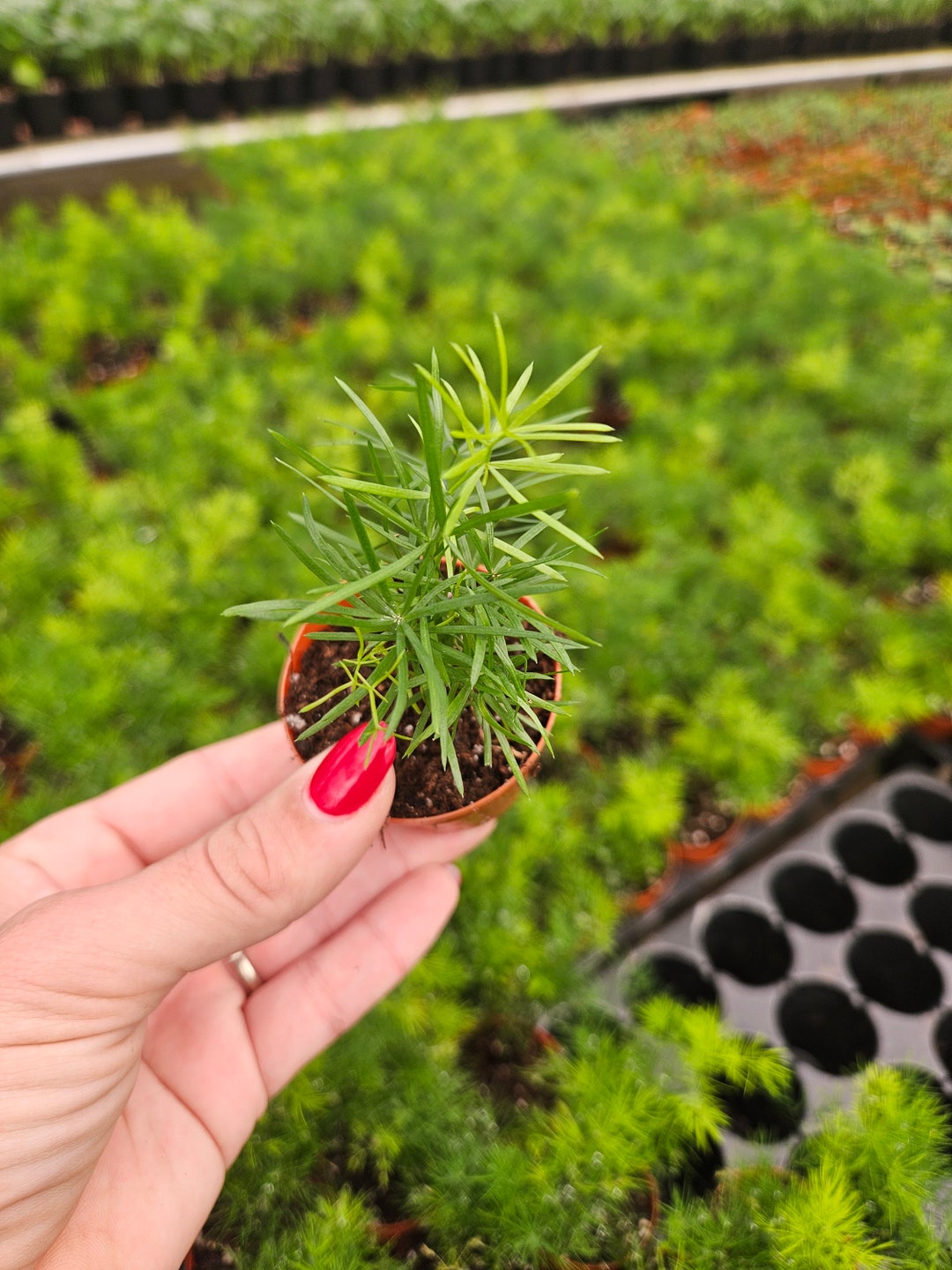 Fern Plant, Asparagus Fern Plant in a Miniature 2" Pot, Sprengrei Fern ...