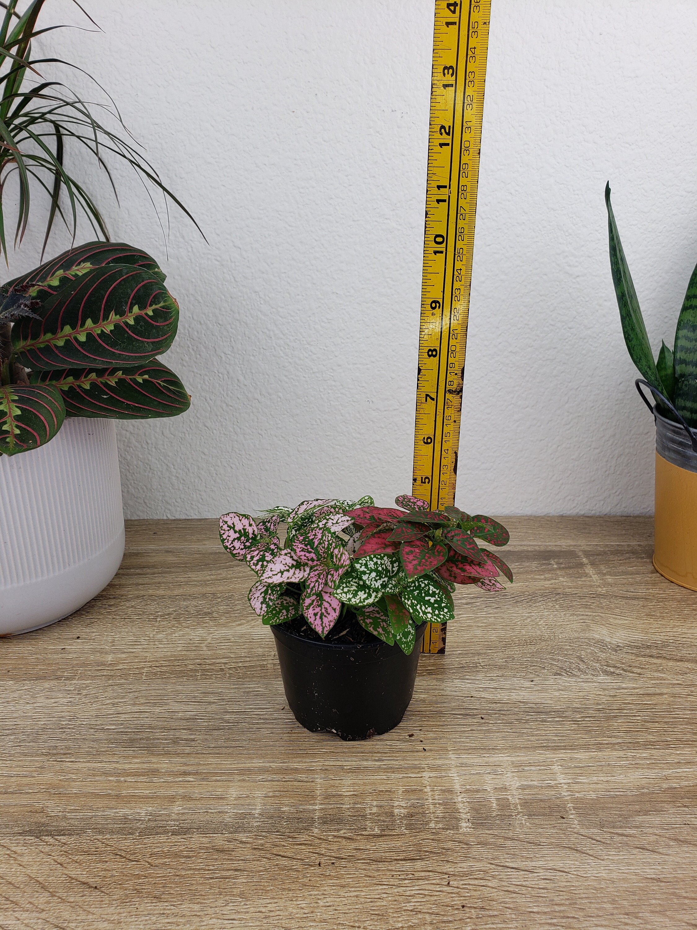 LIVE Polka Dot Plant Splash Plant Hypoestes Mixed Confetti | Etsy