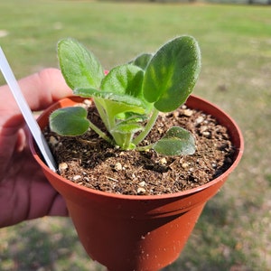Vat Light in the Night African Violet Live Plant, Young Pre-finished ...