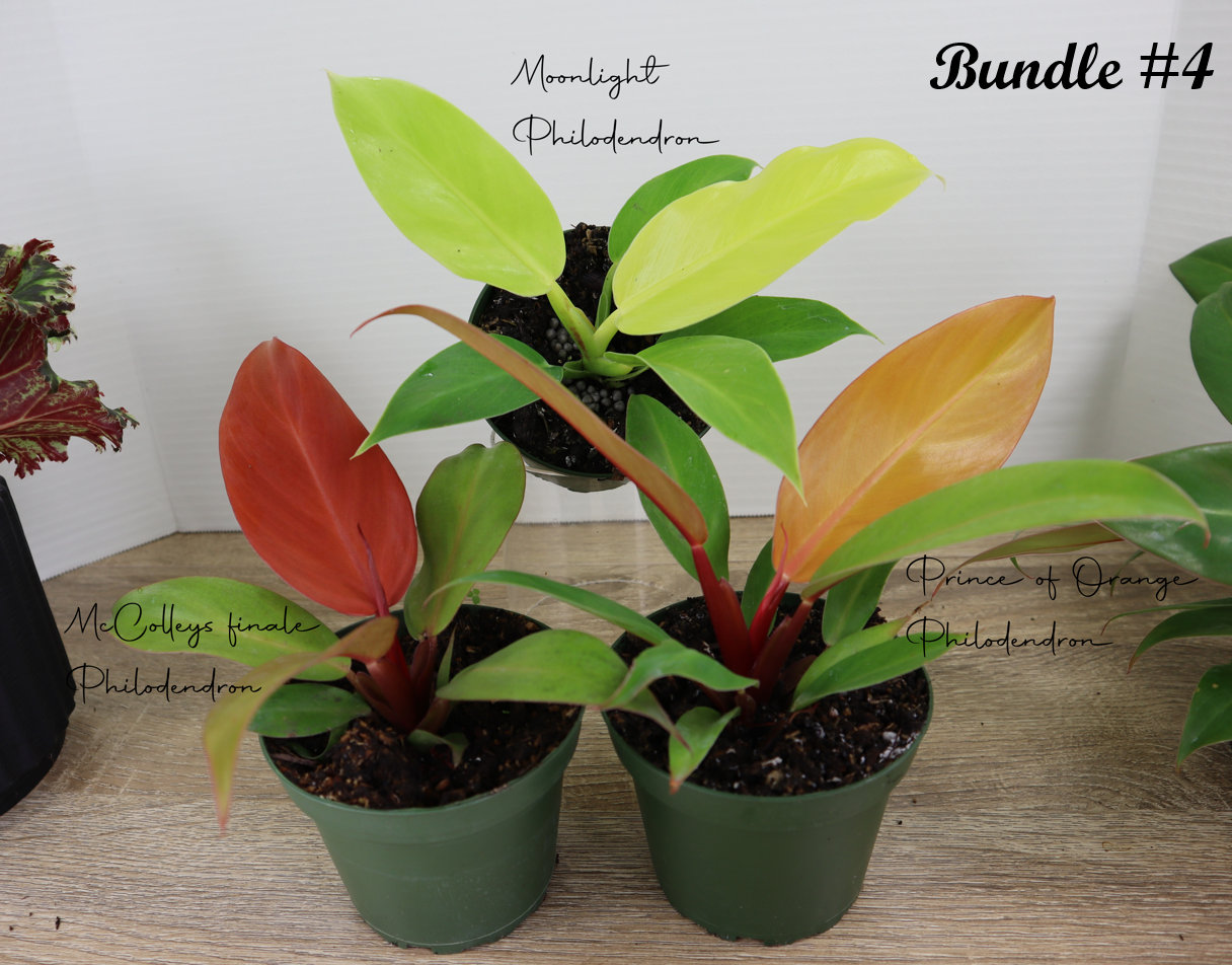 Philodendron Bundle 3 Plants 1 Moonlight 1 Prince of Orange - Etsy