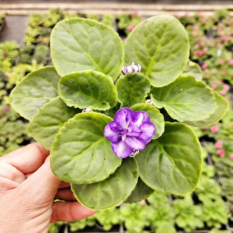 Currently Blooming African Violet in 4.5" Pot | Flowering Live Violet ...