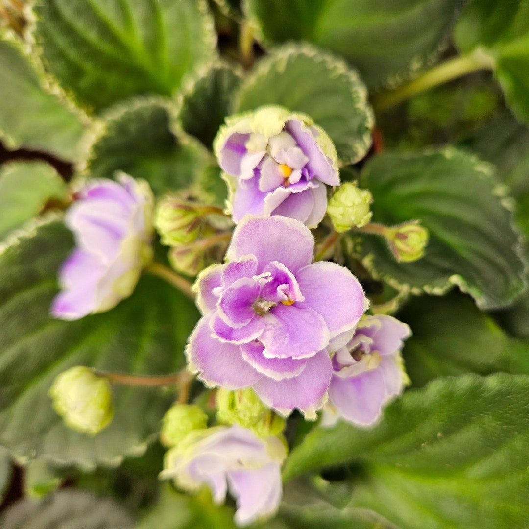 Buckeye Seductress African Violet Live Plant, Young Starter in a 4" Pot ...
