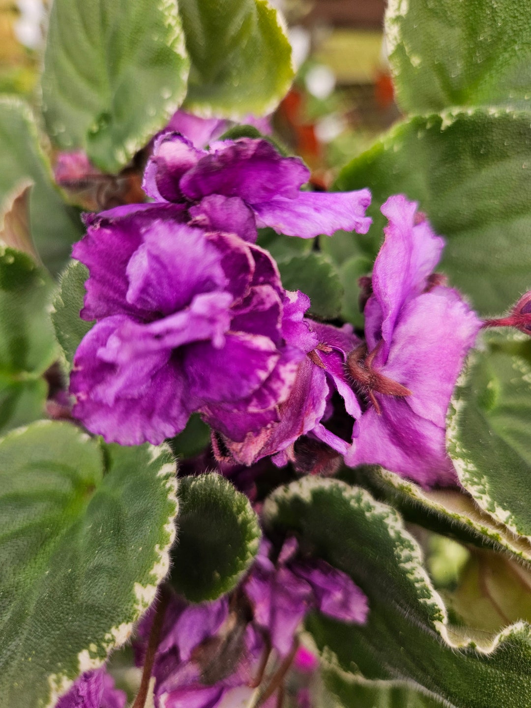 Wrangler's Banjo Dancing African Violet Live Plant, Young Pre-finished ...