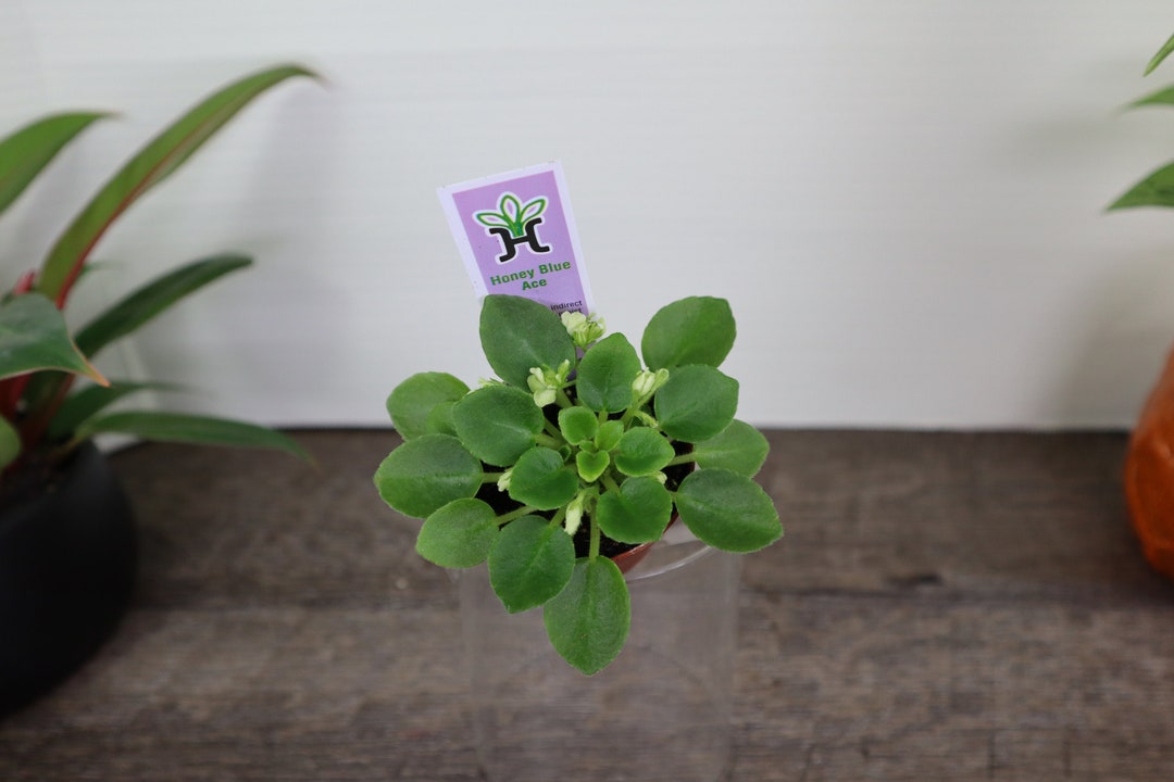 Honey Blue Ace Mini African Violet Plant in a 2" Pot, Miniature ...