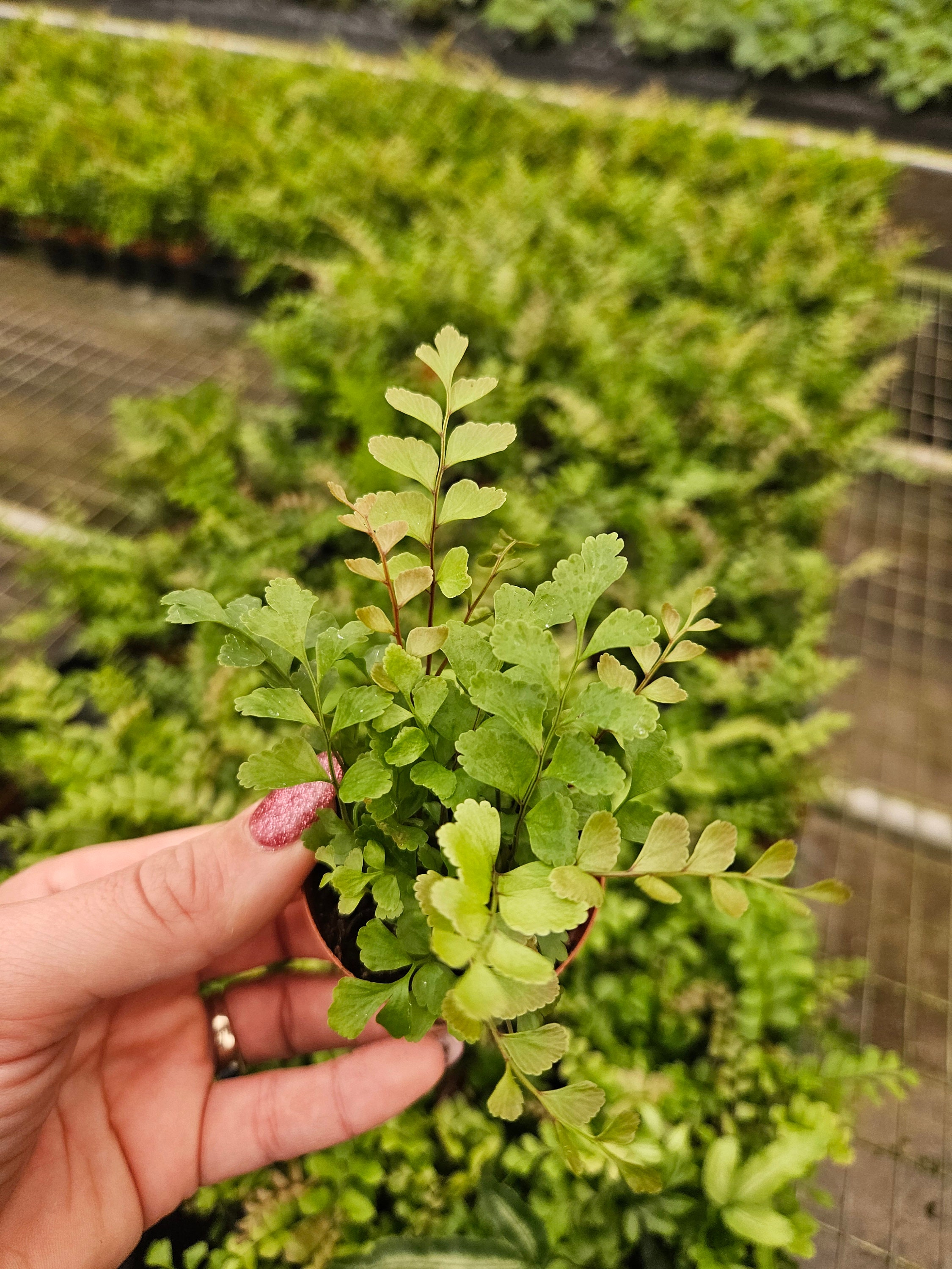 Rosy Maidenhair Fern – Live Plant in Miniature 2” Pot, Gorgeous Fern ...