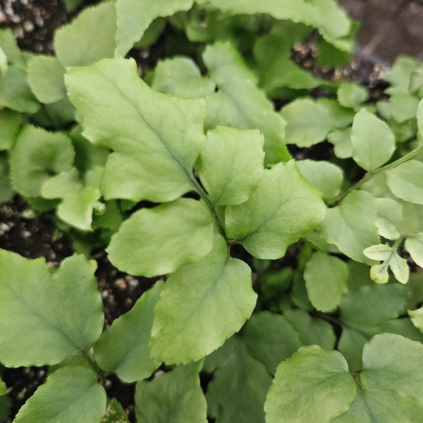 Dwarf Fern Plant - Etsy