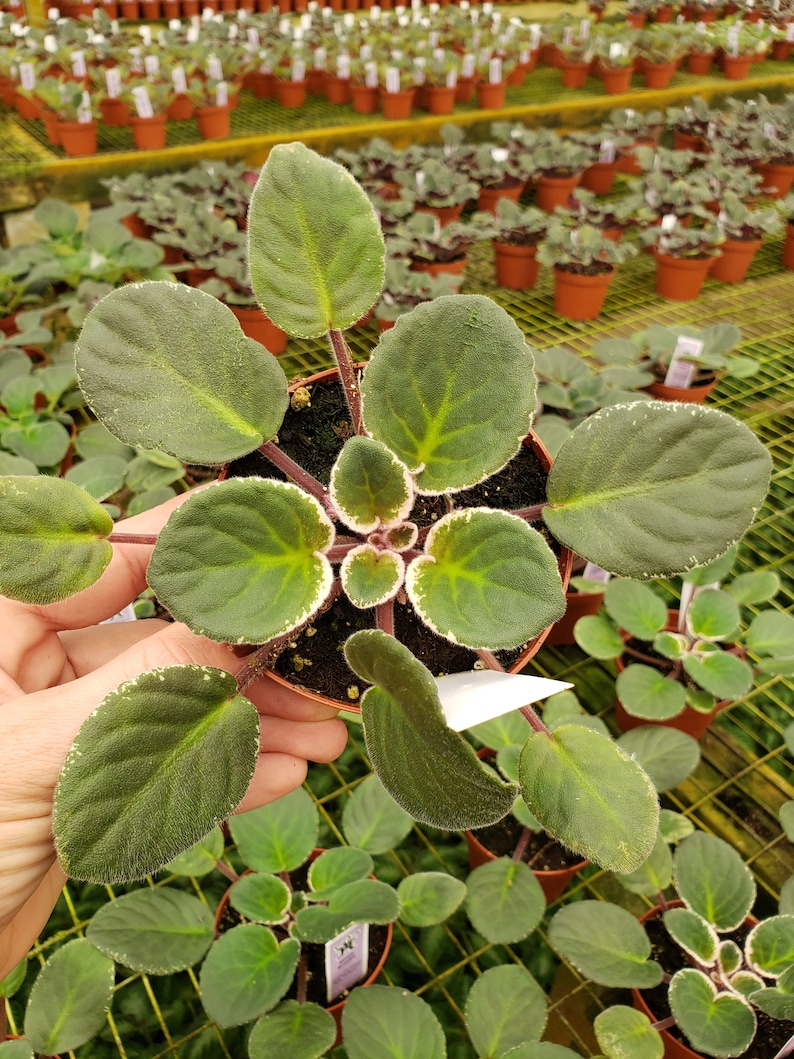 Vat Star Race African Violet Live Plant, Young Starter in a 4" Pot ...
