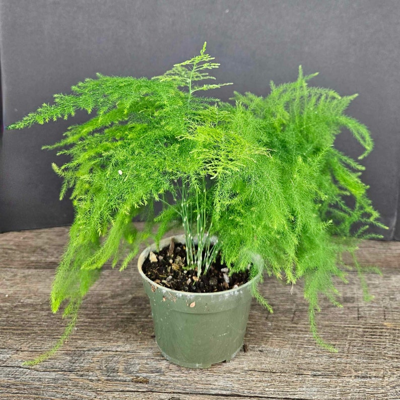Fern Plant, Asparagus Fern Plant in a 4" Pot, Plumosa Fern Live Indoor ...