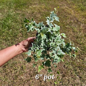 White Variegated English Ivy Live Plant | 2 Plants Required per Order ...
