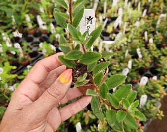 Columnea "light Prince" in a Miniature 2" Pot Variegated Gesneriad Live ...