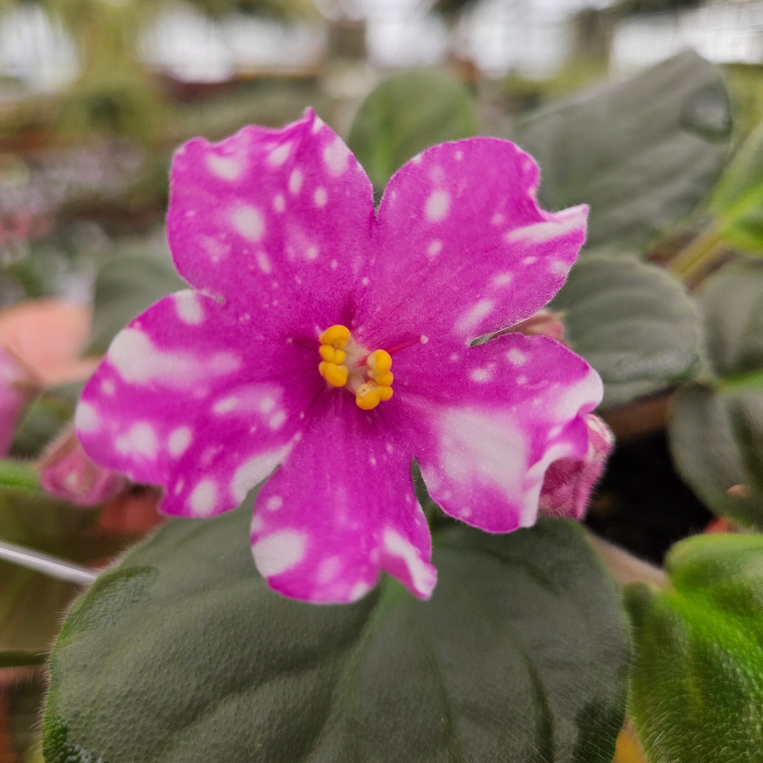 Hunters Pew Pew African Violet Live Plant, Young Pre-finished Starter ...
