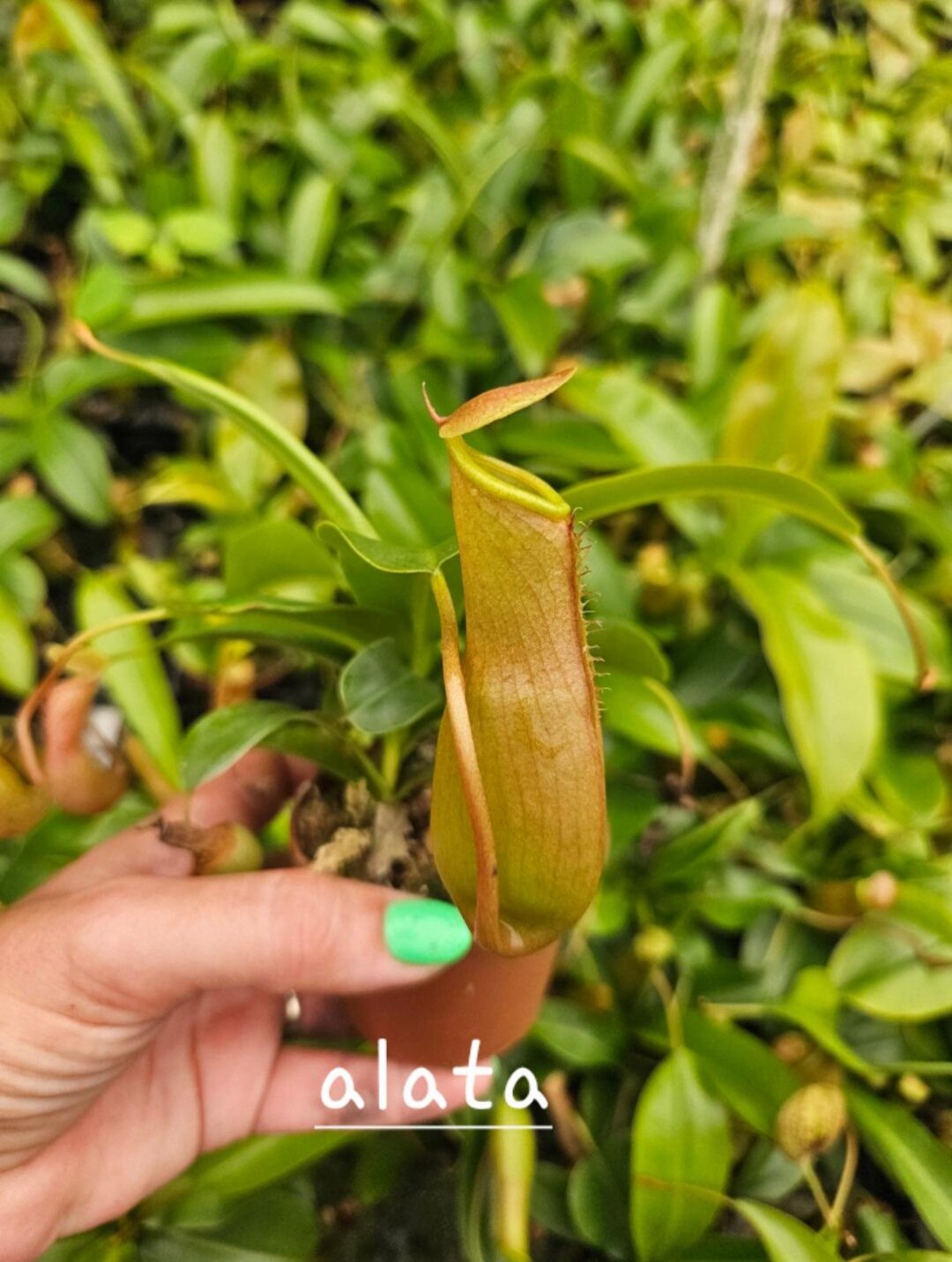 Carnivores Plant Bundle, 2 Plants in 3" Pots, Pick Any Two Plants, Live ...