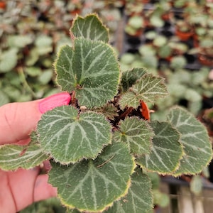 Strawberry Begonia Plant in a Miniature 2 Pot, Saxifraga Stolonifera ...