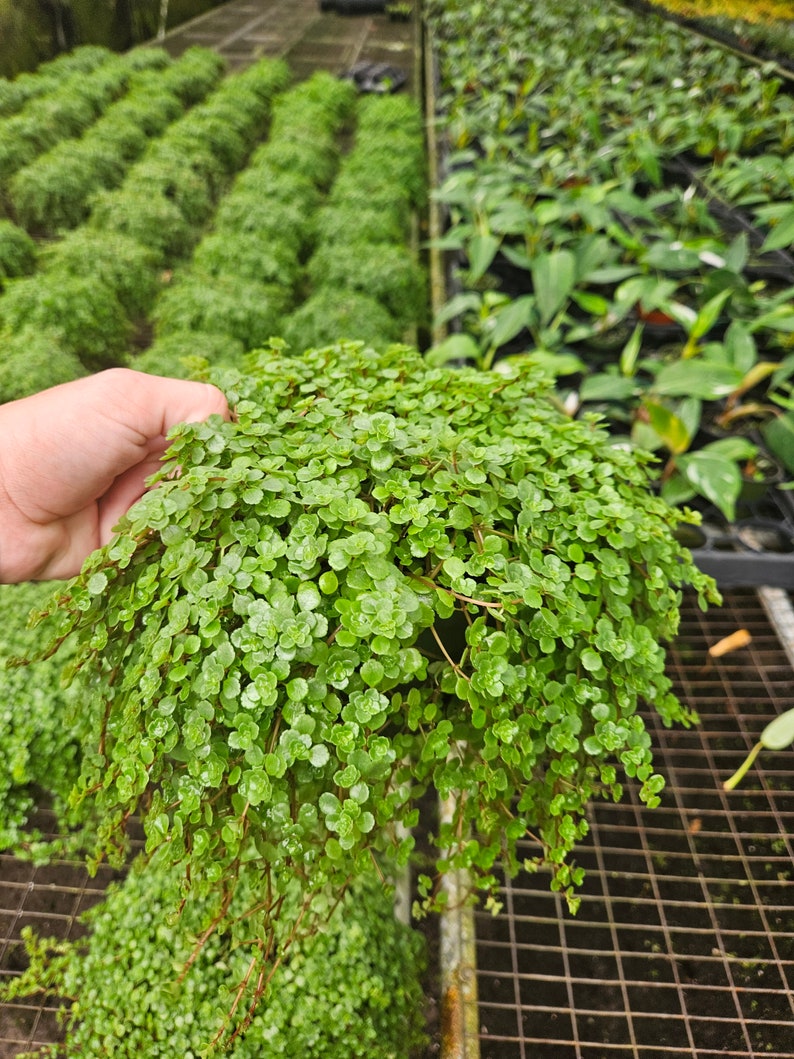 Pilea Depressa 'tiny Baby Tears' in a Pot | 2 Plants Required per Order ...