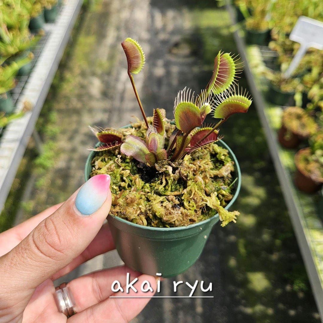 Carnivorous Plant Bundle: Pick Any Two Live Plants (3" Pots) - Etsy