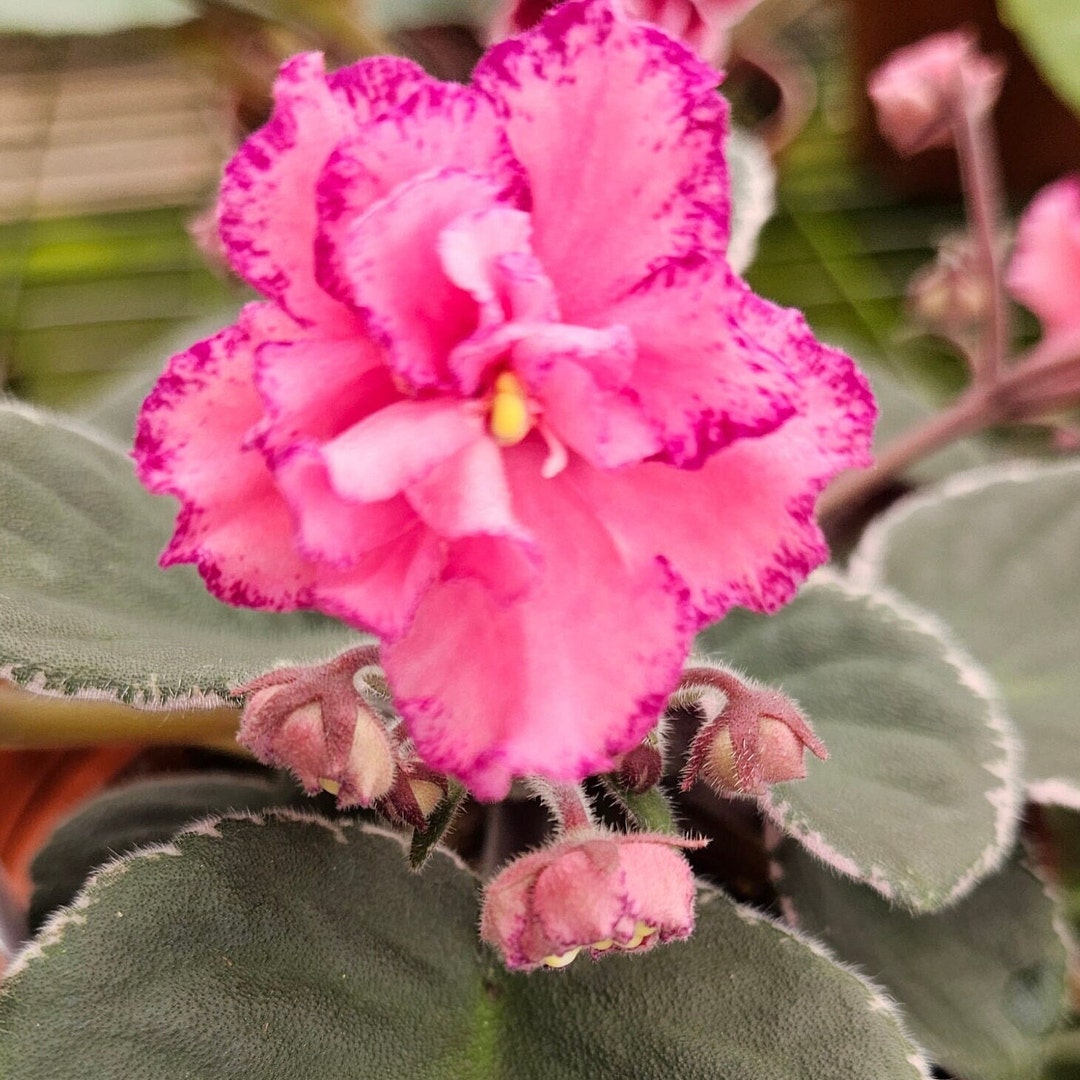 Buckeye Cranberry Sparkler African Violet Live Plant, Young Pre ...