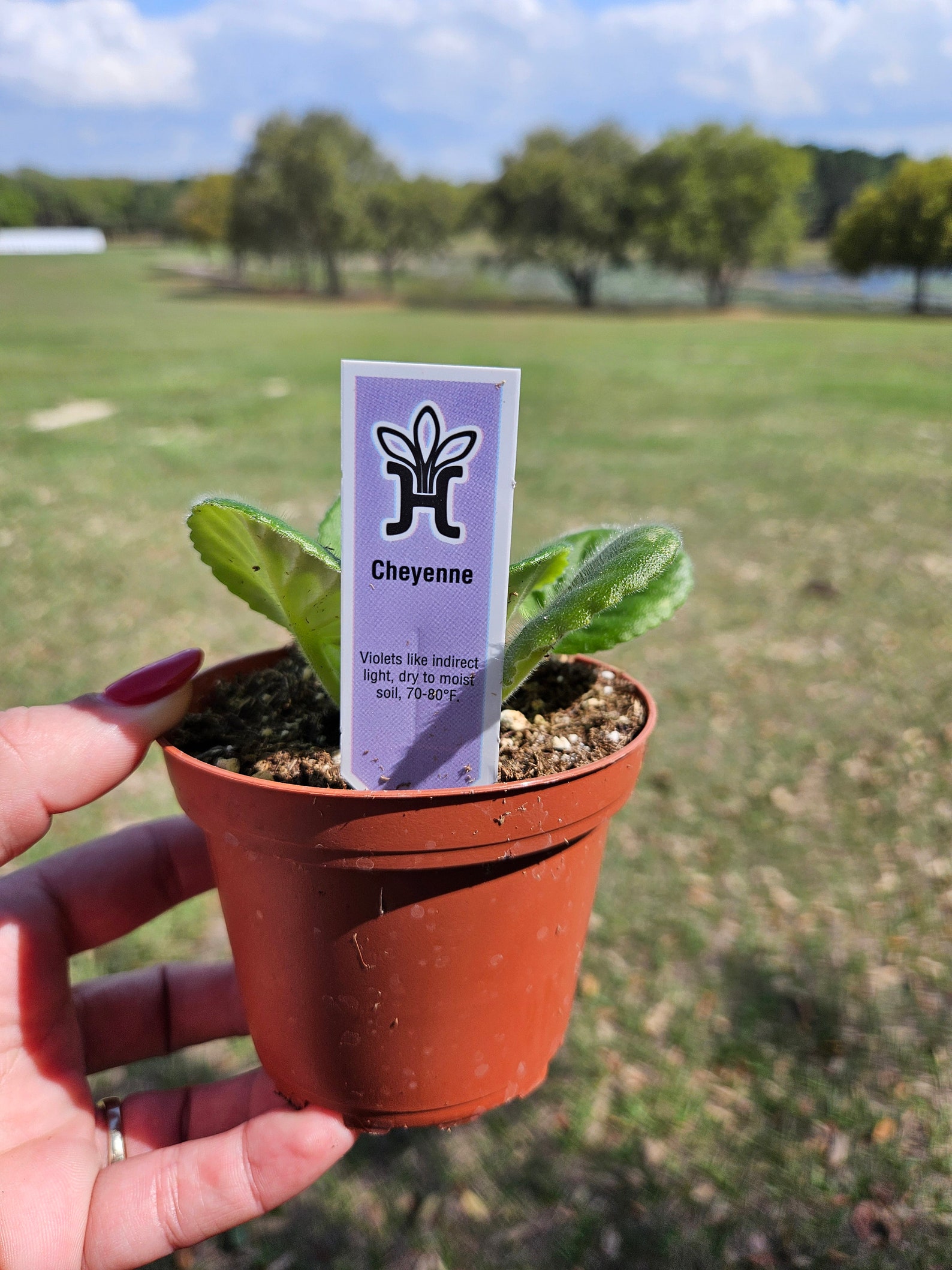 Cheyenne African Violet Live Plant, Young Pre-finished Starter in a 4 ...