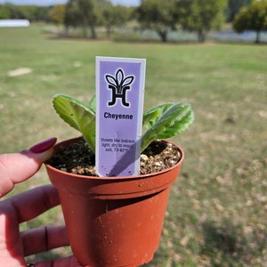 Cheyenne African Violet Live Plant, Young Pre-finished Starter in a 4 ...