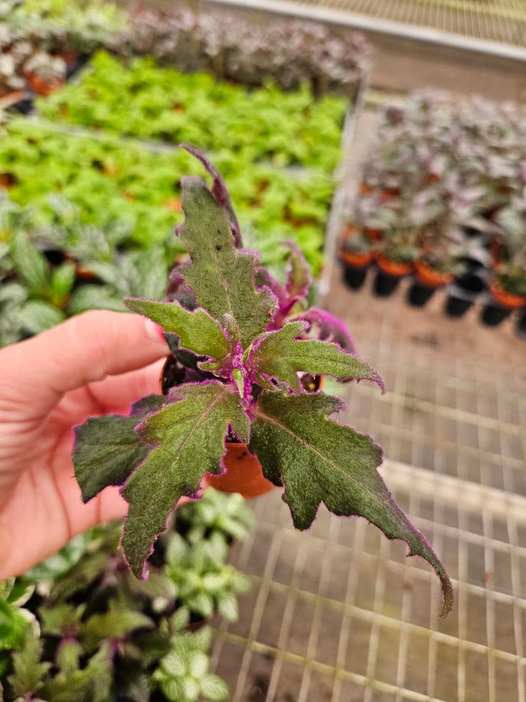 Purple Passion Plant Gynura Aurantiaca Live Plant in a Miniature 2" Pot ...
