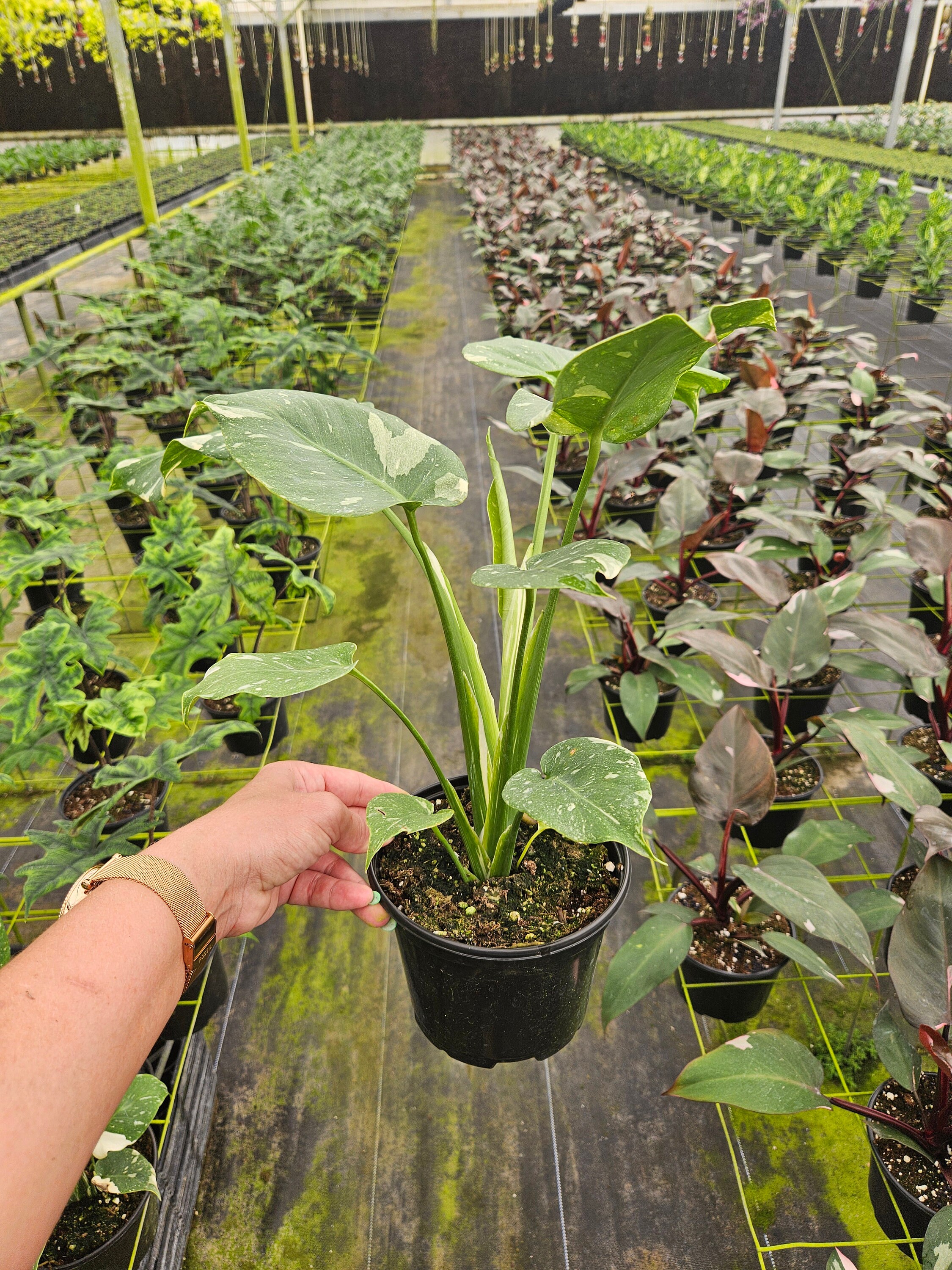 Monstera Plant, Thia Constellation Variegated Live Tropical Plant in a ...