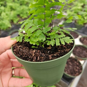 Fern Plant, Bronze Maidenhair Fern Plant in a 4" Pot, Adiantum ...